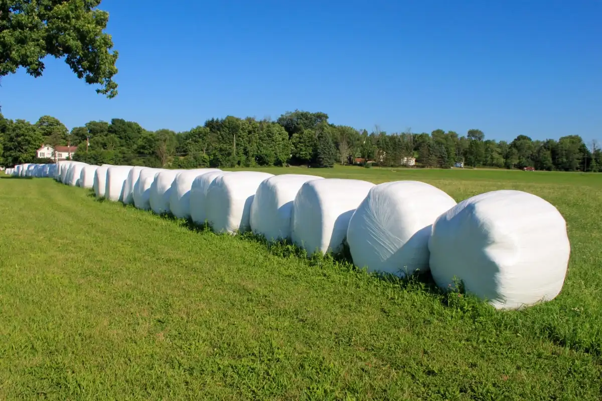Silaj Nedir ve Nasıl Üretilir? | Başak Ekolojik